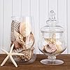 Amazon.com: JQAQJU Sea Shells for Decorating 15PCS Large Seashells ...