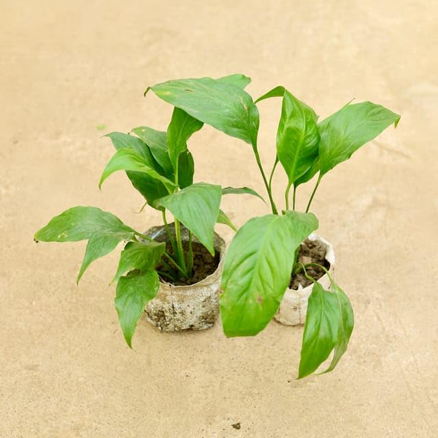 Mphmi Pune Plants Live Season Indood Sapling Set of 2 Peace Lily in 4 ...