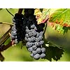 Amazon.com : 40+ Grape Seeds Vine Fruit Seeds Mix Plant Home Garden Non ...