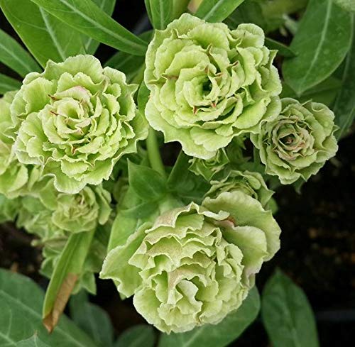 Florona Rare Adenium Obesum Plant " Green adenium " 1 Seedling Healthy ...