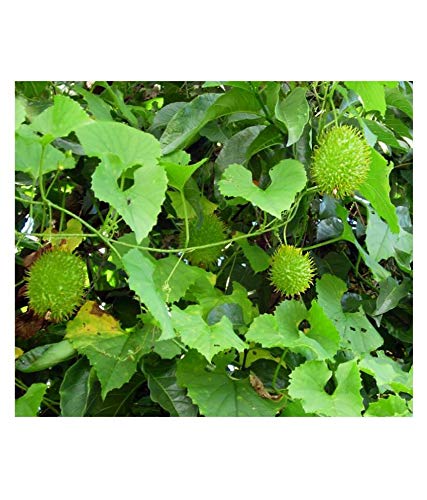 Greenwill Kakoda ,Kantola, Momordica dioica Seed (20 per packet ...