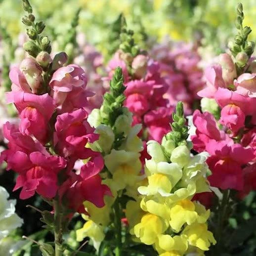 Golden Hills Farm Antirrhinum/Snapdragon/Dog Flower Dwarf Flower 300 ...