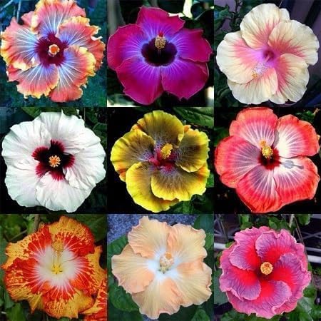 Hibiscus Flower Seeds 50pcs Mixed : Amazon.co.uk: Garden