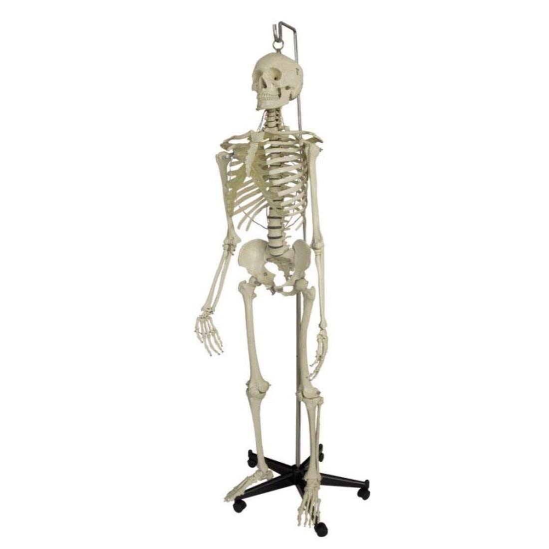 GLAB life size Articulated human skeleton model with stand plastic base ...