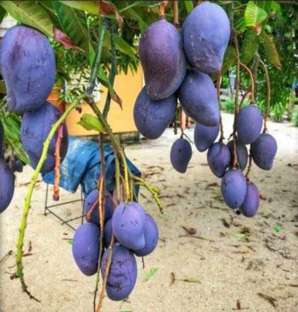 All Time Grow Very Rare Exotic Mango Plant"Blackstone Mango"(Pack Of-1 ...