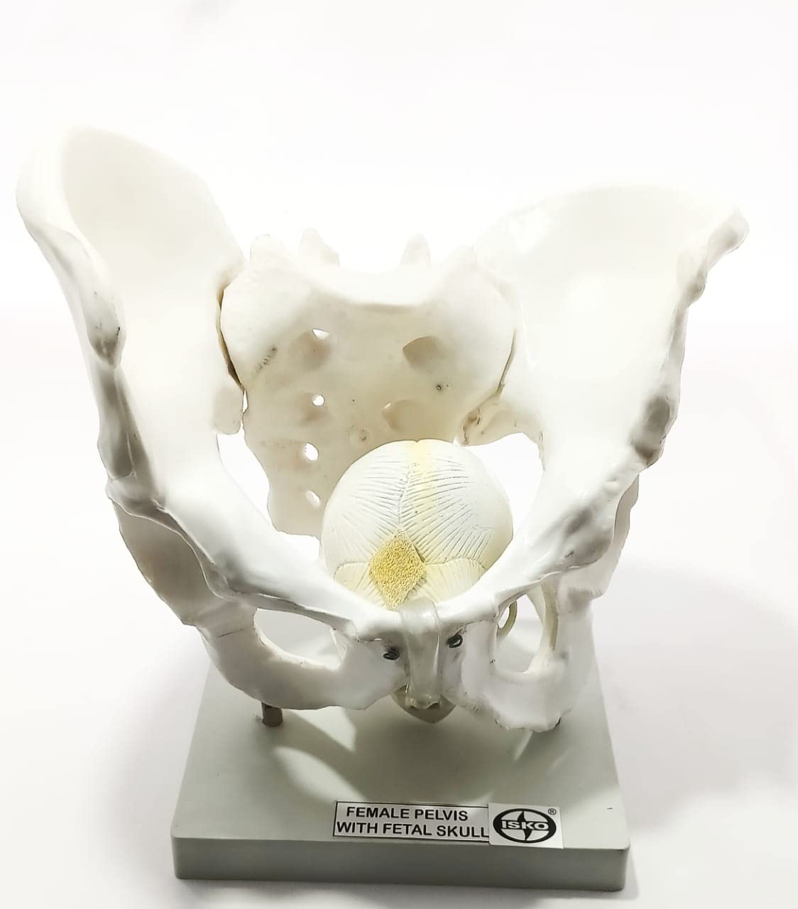 ISKO® Female pelvis Model and fetal skull real Human Pelvis Skeleton ...