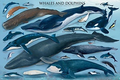 Amazon.com: Laminated Whales Educational Chart Mammals Ocean Classroom ...