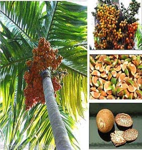 Creative Farmer Live Palm Tree Arecanut Betel Plant Adakkamaram/Adakkai ...
