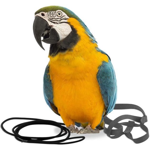 Beak Bites Adjustable Bird Harness and Leash - Elastic Flying Rope ...