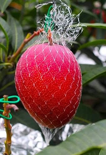 EGG OF SUN MANGO /SURYA DIM MANGO JAPANI MANGO GRAFTED PLANT /ORIGINAL ...