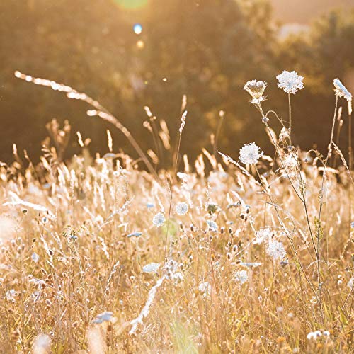 No Meadows de Rigo-Chi en Amazon Music Unlimited