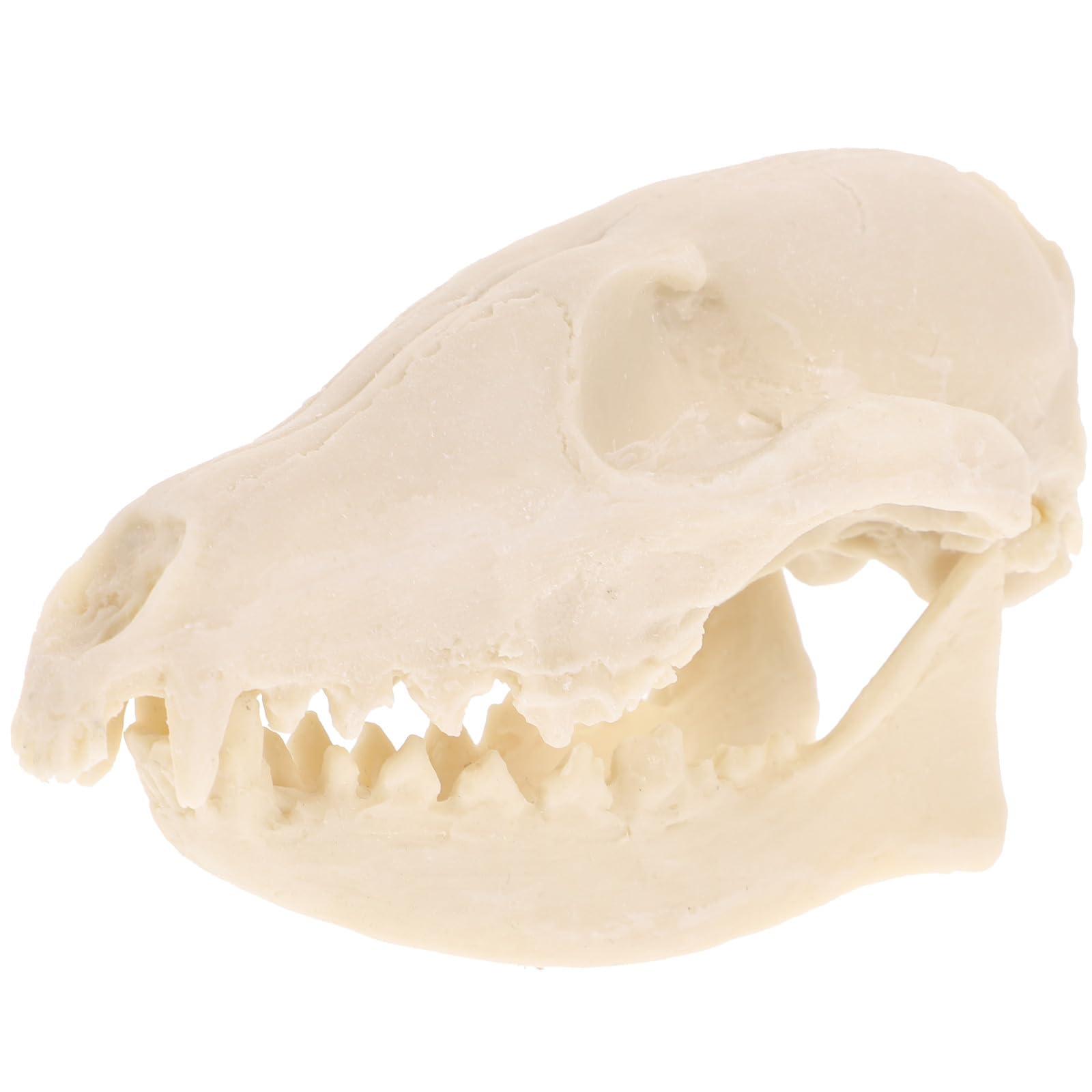 Amazon.com: VOSAREA Fox Skull, Resin Realistic Animal Skull Bones Fox ...
