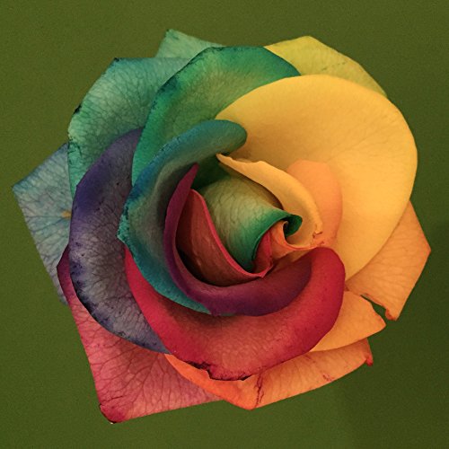 Amazon.com: Spectrum : Yellow Creatures: Digital Music