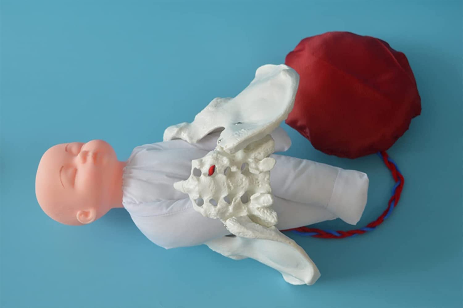 Buy Female Pelvis Childbirth Model, Childbirth Human Body Simulation ...
