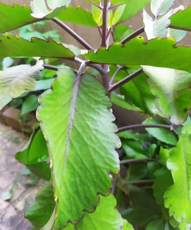 Cloud Farm Live Patharchatta/Bryophyllum Pinnatum/Miracle Leaf/Panfuti ...