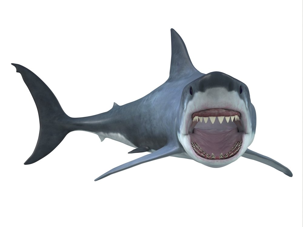Great White Shark Mouth Open White Shark, Jaws, Under Water, Big Wave,