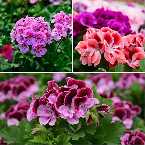 Geranium himalayense - How to grow & care