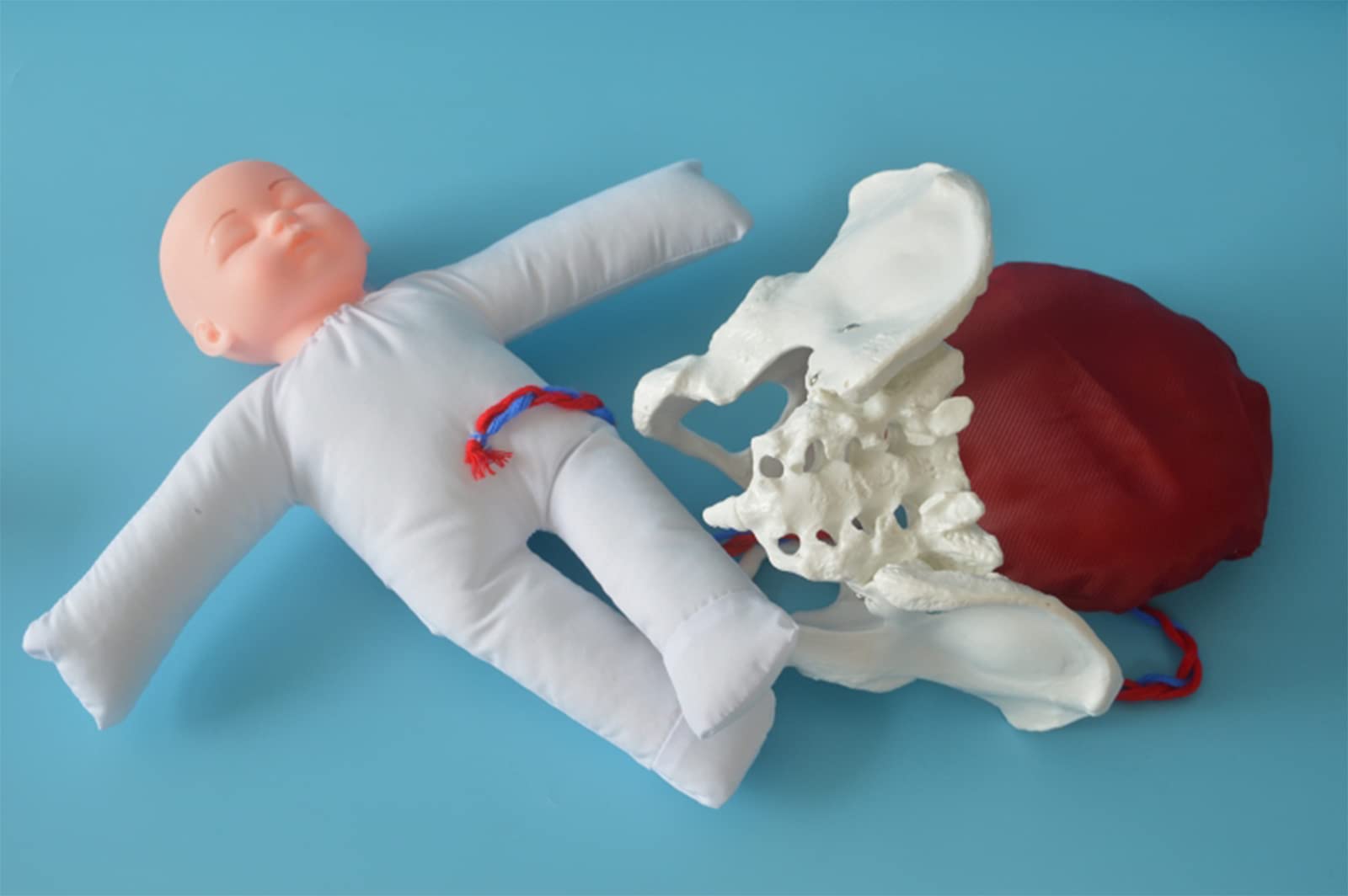 Female Pelvis Model Childbirth Birth Demonstration Set Includesmodels ...