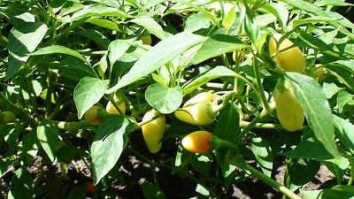 Amazon.com : 25 Premium Hand Selected Cascabella Pepper Seeds From My ...