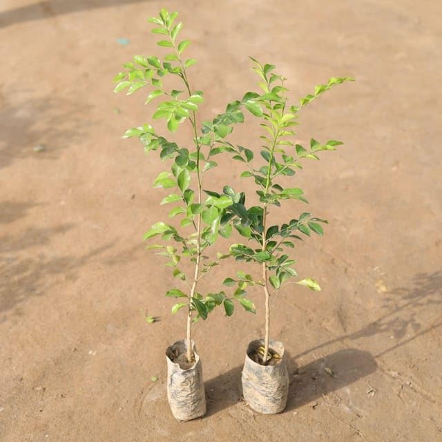 Mphmi Live Plants Set of 2 - Scented Murraya/Madhu Kamini (colour) in 4 ...