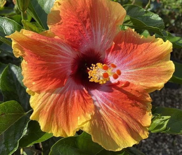 ROYAL PARADISE GARDEN Hibiscus Flower Plant Seed/China Rose Gudhal ...