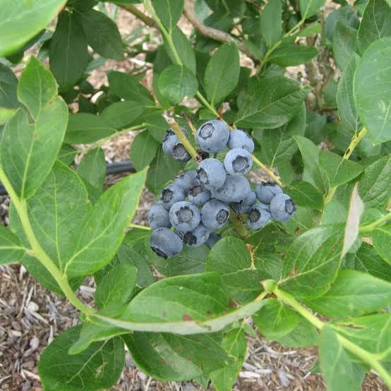 Zixam Live Blueberry Fruit Plant : Amazon.in: Garden & Outdoors