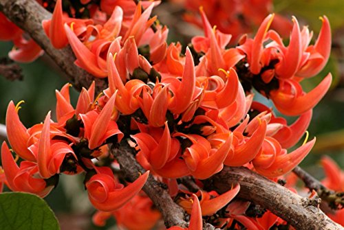 Eco-Shop Palash Tesu Flower Dried (251 g) : Amazon.in: Garden & Outdoors