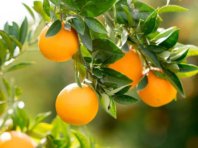 Lemon/Orenge Cuitick Fruit Sweet Mousambi Malta Orange Tree Plant Most ...