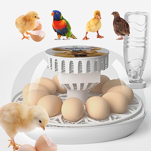 10 Best Small Chicken Egg Incubators for a Perfect Hatch! - Furry Folly