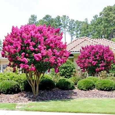 Creative Farmer Lagerstroemia Speciosa Flowering Tree Professional Pack ...