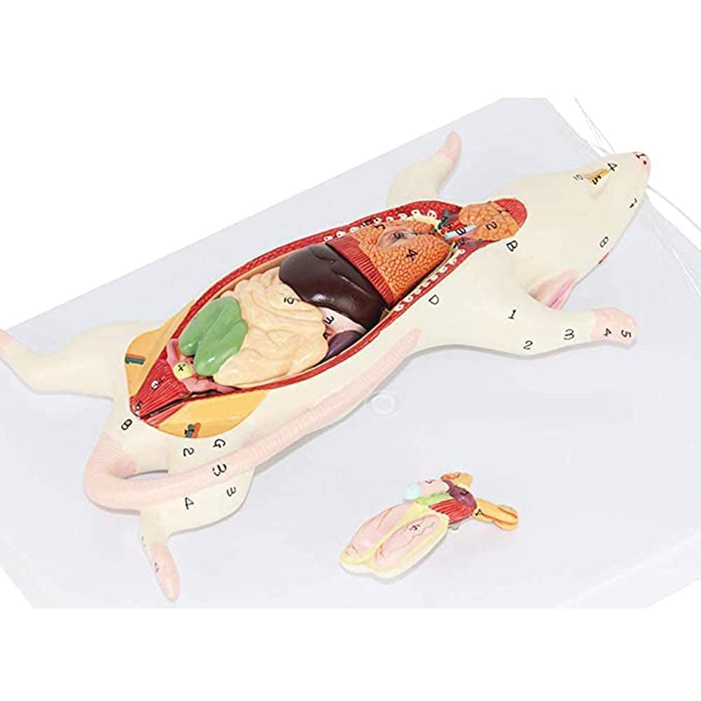 Buy Study Model 1:1 Mouse Animal Anatomy Model Biological Anatomy Mouse ...