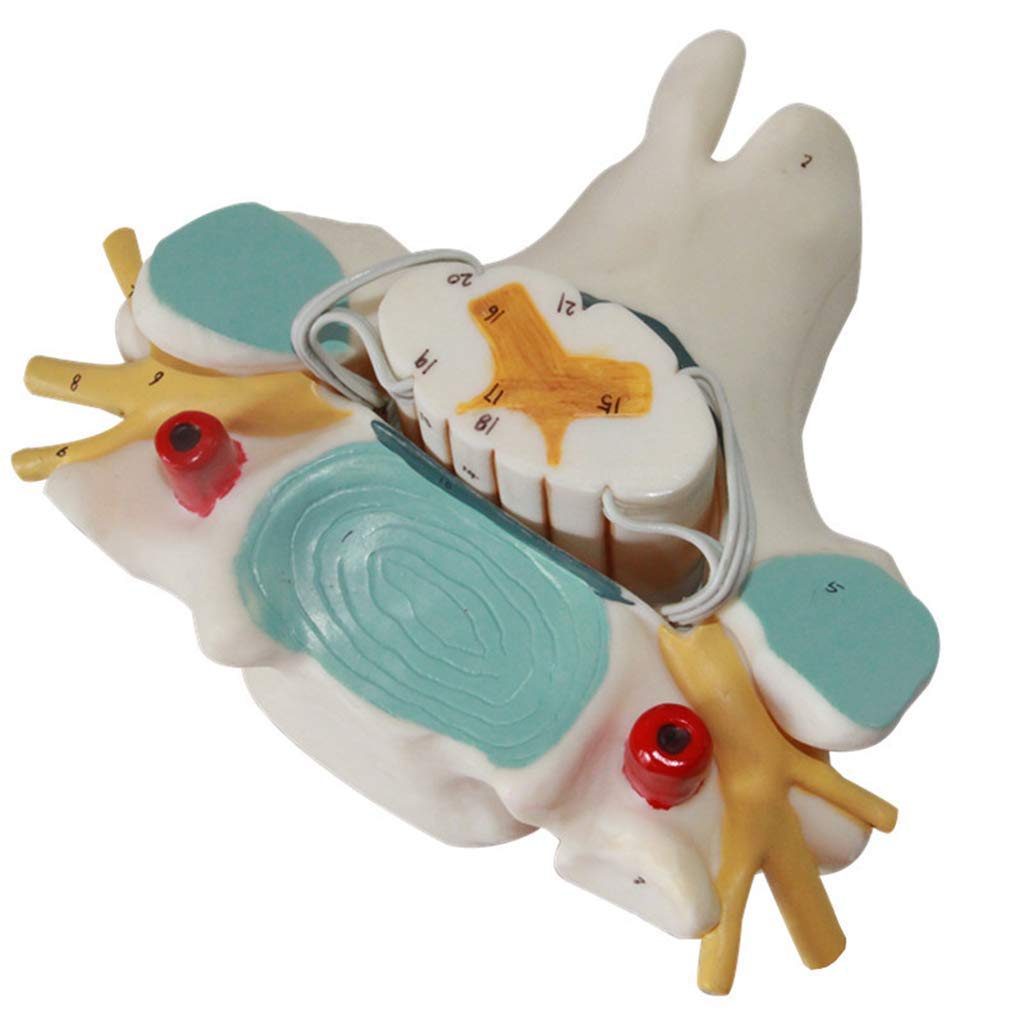 Buy FGA Educational Model Cervical Spinal Cord And Spinal Nerve ment ...