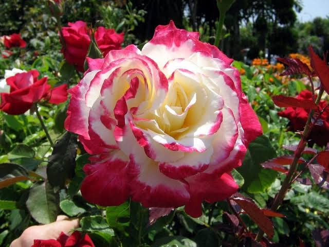 Hybrid double delight rose flower plant : Amazon.in: Garden & Outdoors