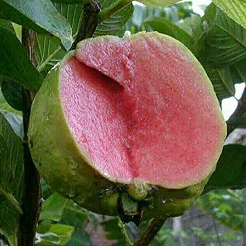 door to garden Red Amrud Plant Fruit Tree Guava Rare Apple Guava (Red ...