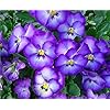 Amazon.com : Garden Plant Seed Flower Seed Pansy Masterpiece Rococo Mix ...