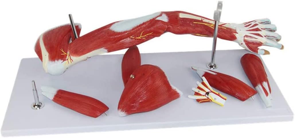 Human Anatomical Model 3D Left Arm Human Arm Muscle Philippines | Ubuy