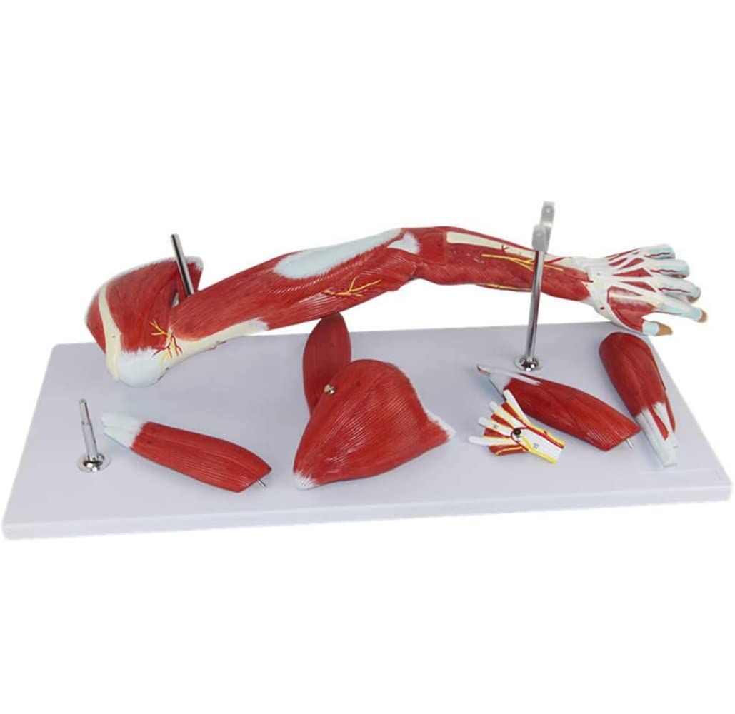 Buy UIGJIOG Human Anatomical Model 3D Left Arm Human Arm Anatomical ...