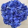 Amazon.com : CHUXAY GARDEN Dark Blue Hydrangea Seed,Hydrangea ...