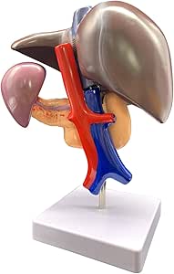 Amazon.com: KH66ZKY Liver Model - Hepatopancreaticoduodenal Model ...
