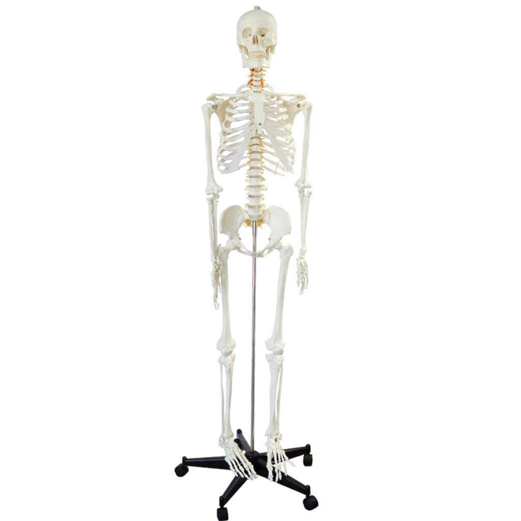 Life Size Human Skeleton Model Anatomy Bundle 180cm Includes Stand ...
