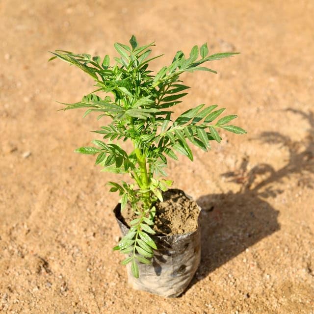 Marigold/Genda Hazari (colour) in 4 Inch Flower Live Nursery Plant ...