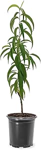 Amazon.com : Flordaking Peach Tree, Clingstone, Compact, Self ...