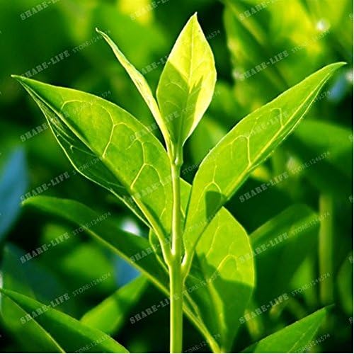 Amazon.com: New New Crop Chinese Green Tea Tree 10+ Seeds - Camellia ...