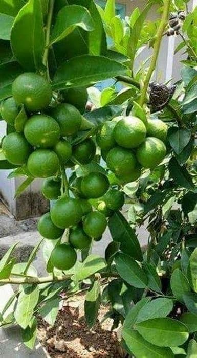 Creative Farmer Exotic Rare Plant - Odichukuthi Lemon Layer (Nimboo ...