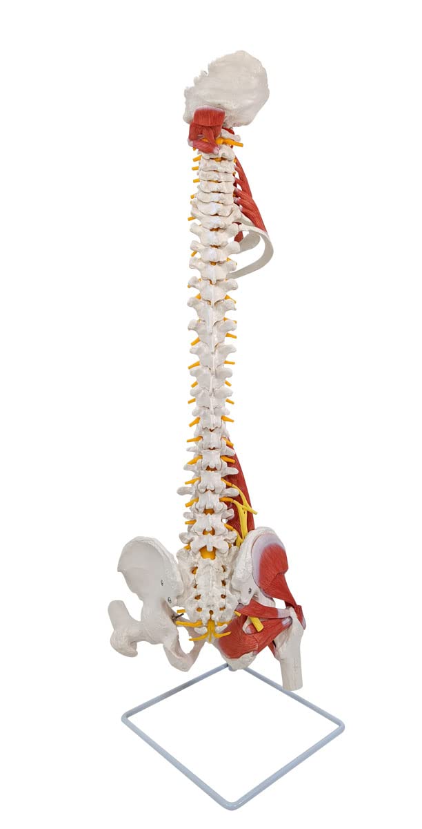 Axis Scientific Life-Size Human Vertebral Column Anatomy Model with ...