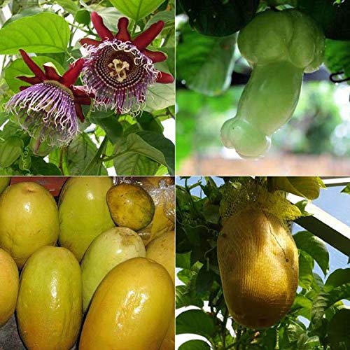 M-Tech Gardens Rare Giant granadilla (Passiflora quadrangularis) Akasha ...