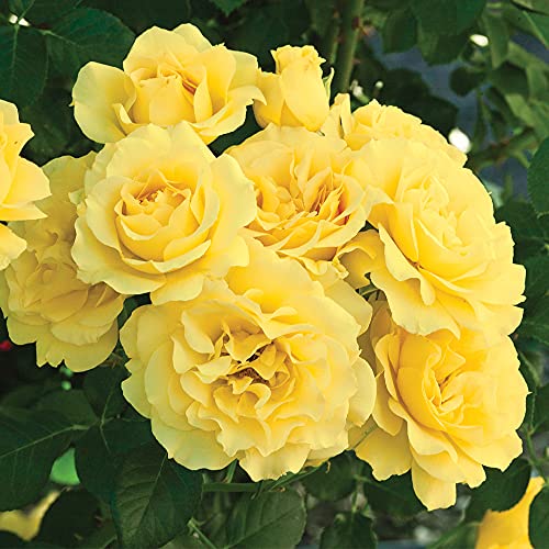 Cabbage Roses | All You Need To Know About This Rose