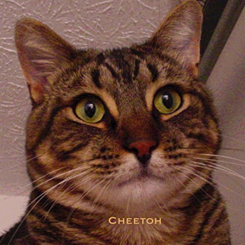 Play Cheetoh Purring by Cheetoh on Amazon Music