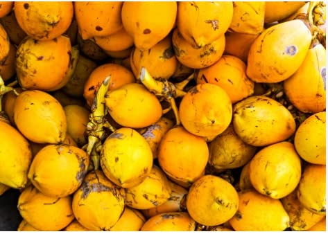 Green view "Yellow Coconut " Rare Hybrid- 1 Healthy Live Yellow Coconut ...