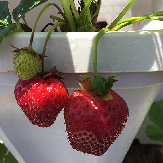 BLOOM & GROW Live Red Gauntlet Strawberry Fruit Live Healthy Hybrid ...
